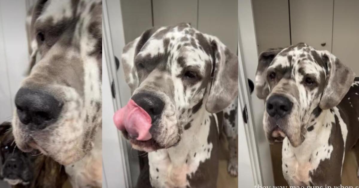 Video: Small dog reacts after seeing big dog indulging in a beauty routine