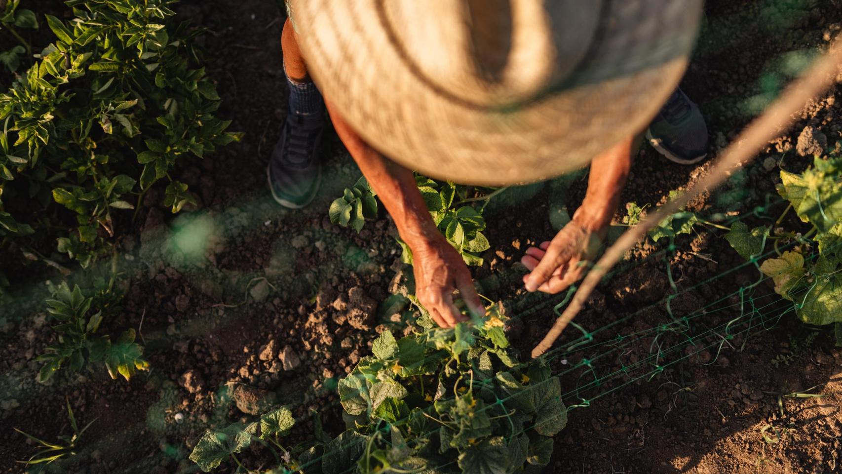 Transformaciones alrededor de un plato: la seguridad alimentaria y la ...