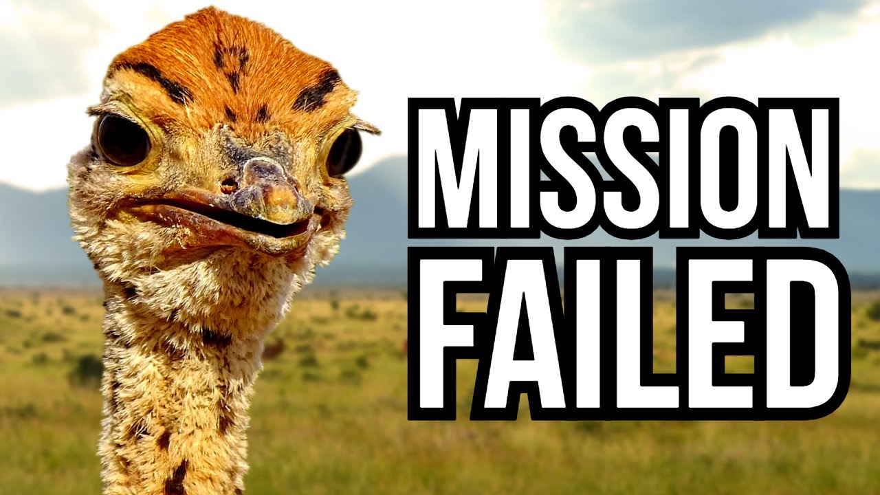 Why these reintroductions struggled to survive long term