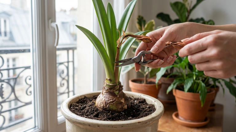 Vous jetez votre amaryllis après Noël ? Gardez ce bulbe et évitez l ...