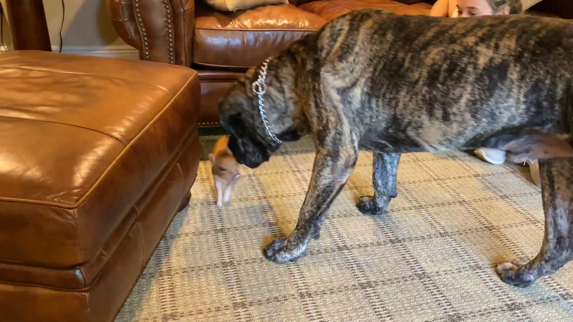 How size differences test instinct and restraint in animals