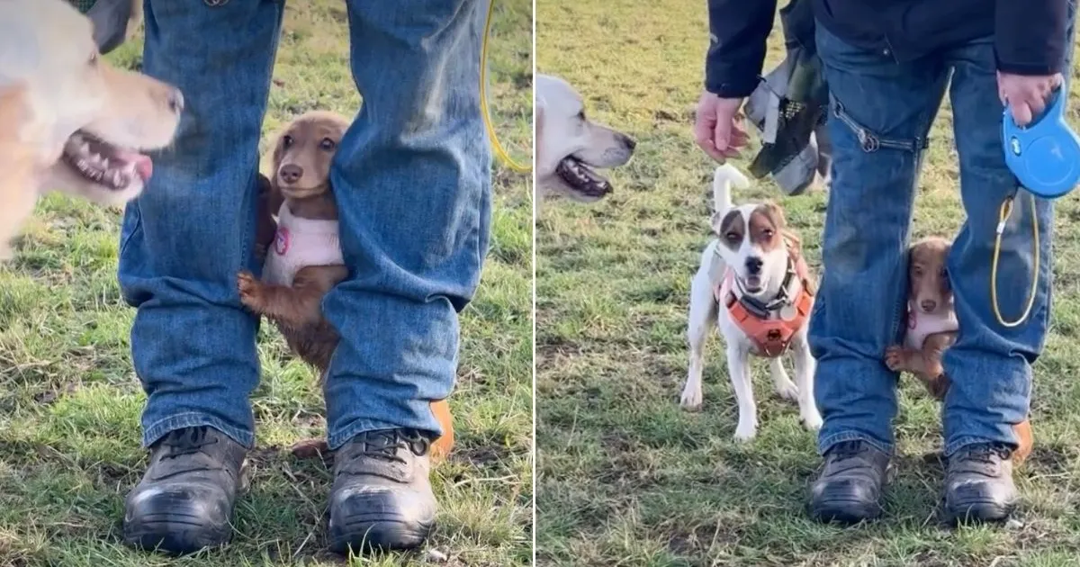 Video: Puppy uses man's legs as shield while at a dog park