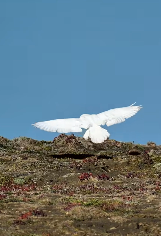 Beauty in flight: Snowy owl – stunning wildlife photography