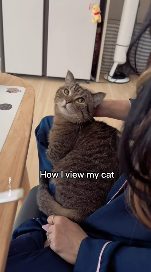 How I See My Cat vs How Everyone Else Sees Him
