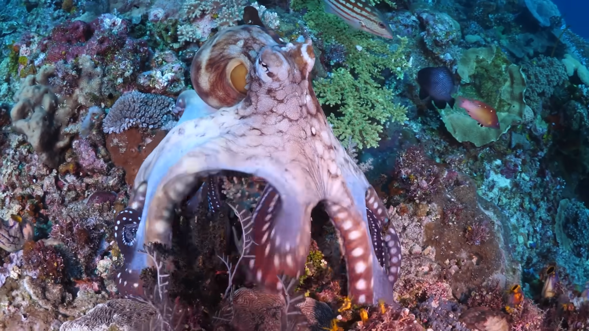 Why scientists still struggle to explain the mimic octopus