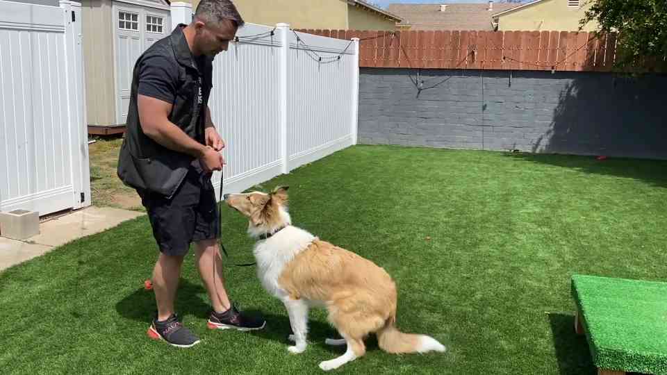 Why most people misunderstand what a perfectly behaved dog actually means