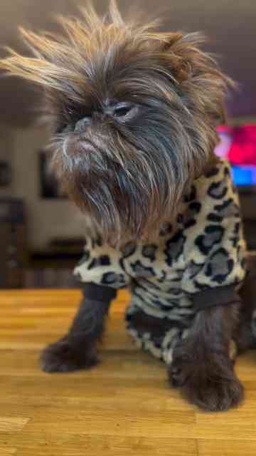 He really knows how to make me feel good: A funny dog affirmation moment