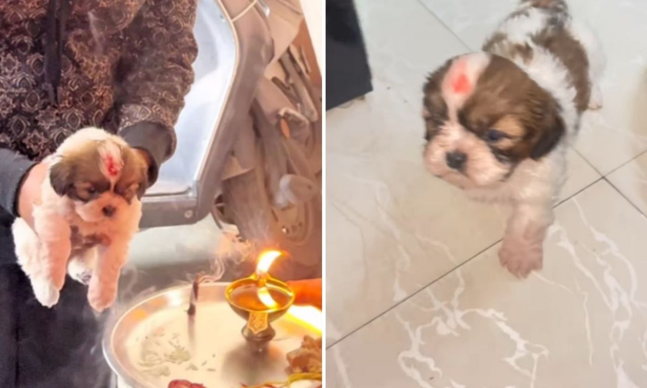 Familia le organiza un ritual de bienvenida a su perrito recién ...