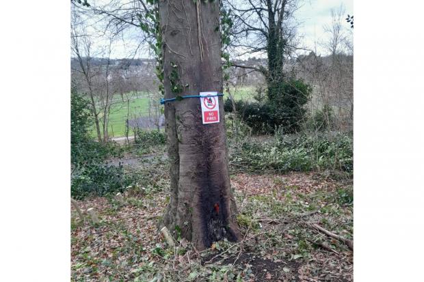 Fires banned in popular park after 'significant' damage to tree