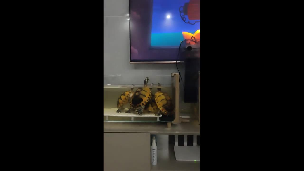 Red-eared slider turtles appear to watch TV in Jiangsu, China