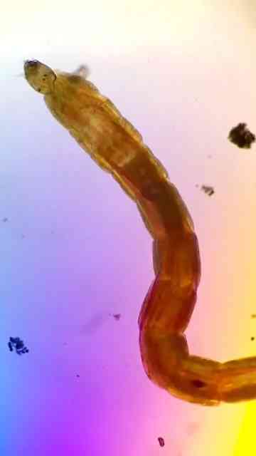 Fountain water under the microscope [joke footage included]