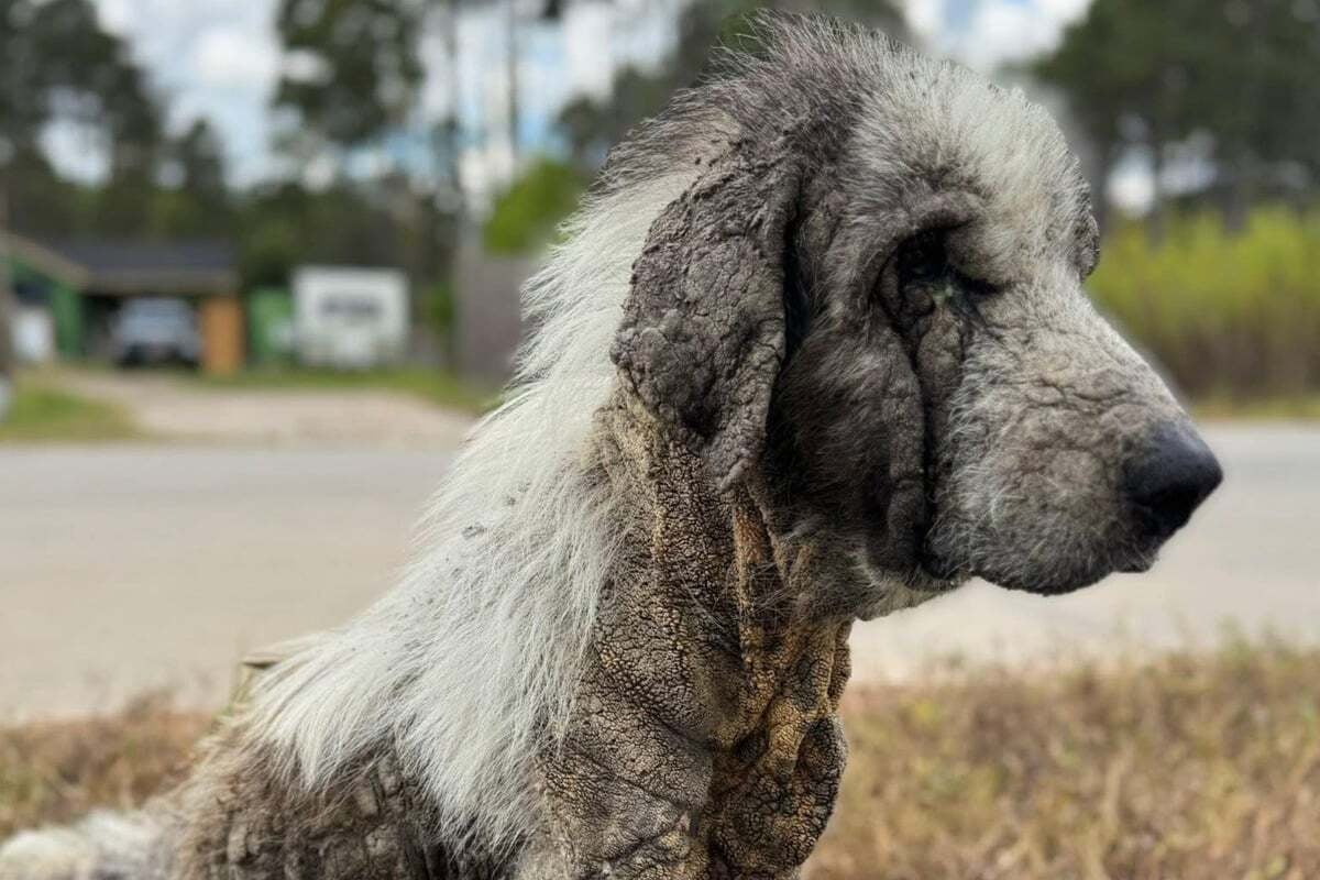 Ghost dog is neglected for years – then radical rescue transformation ...