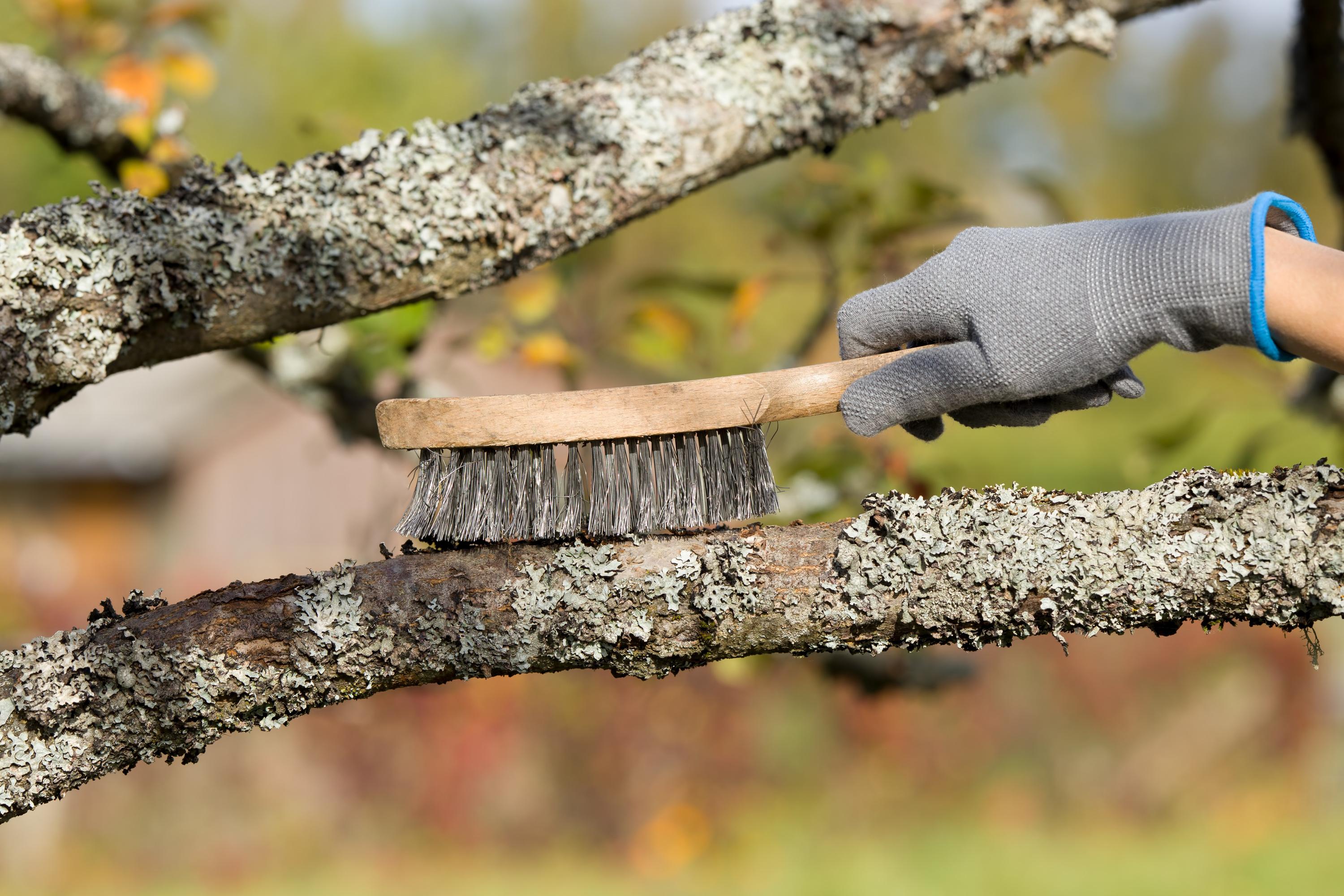 Ce geste fréquent des jardiniers est à proscrire en hiver