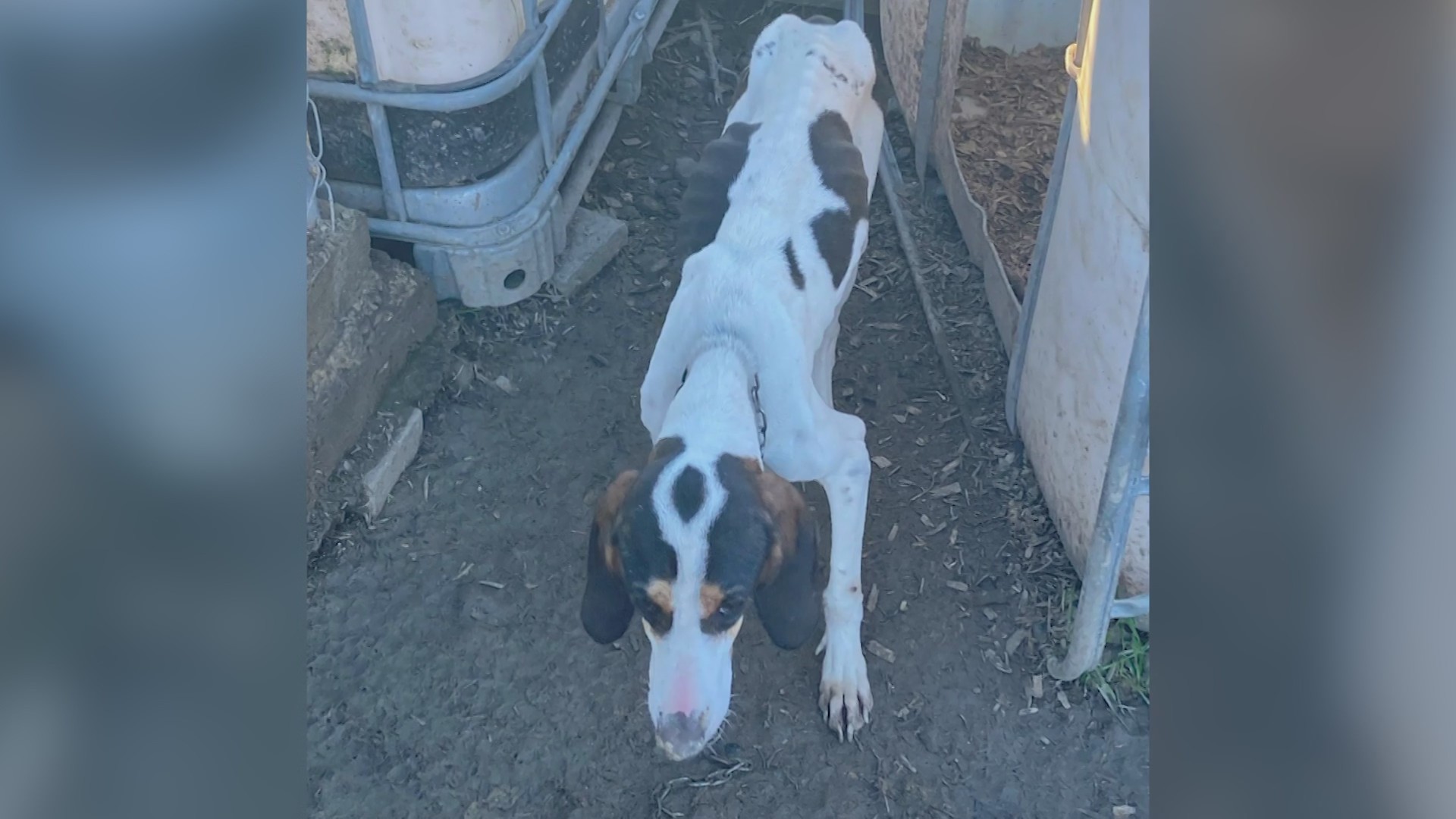 Multiple animals found emaciated, malnourished in Merced