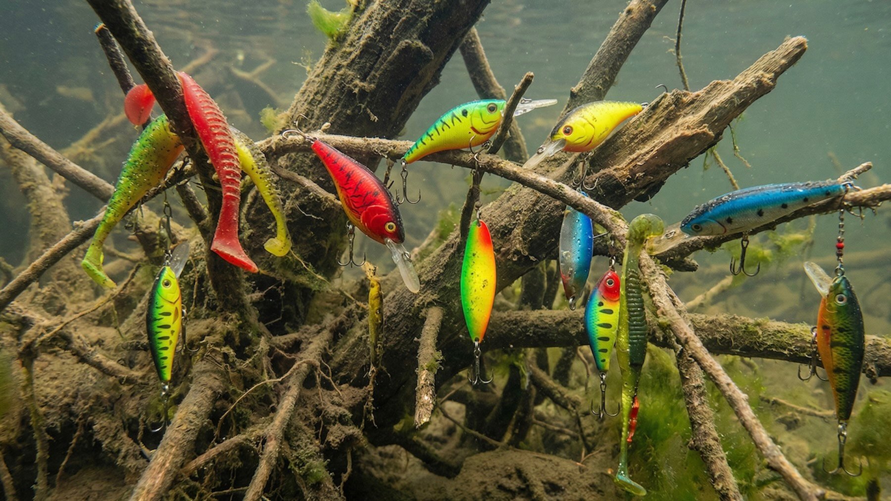 Los pescadores no dan crédito: encuentran en el río un árbol que tenía ...