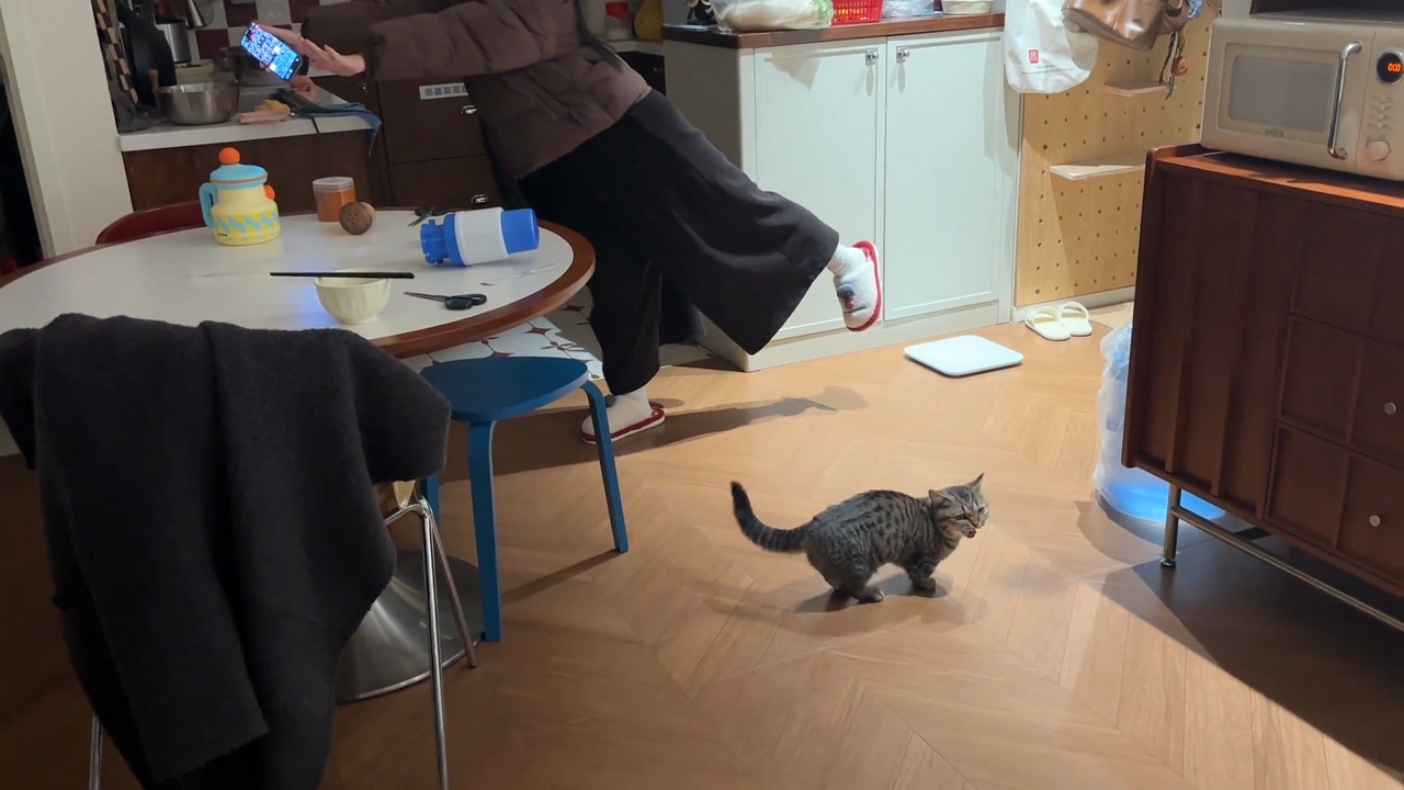 Cat mimics owner’s movements in Chongqing, China