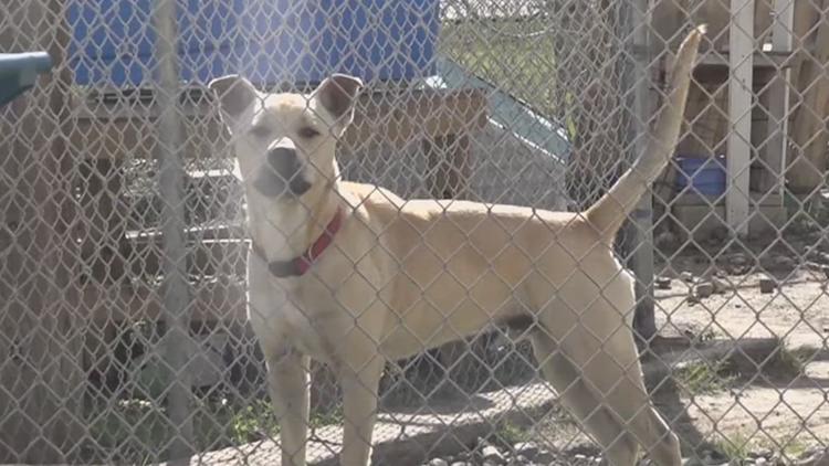 Port Aransas Animal Shelter closes temporarily to contain kennel cough ...