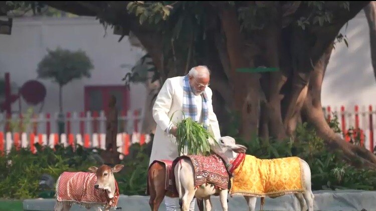 Watch: PM Modi feeds cows at his residence on Makar Sankranti