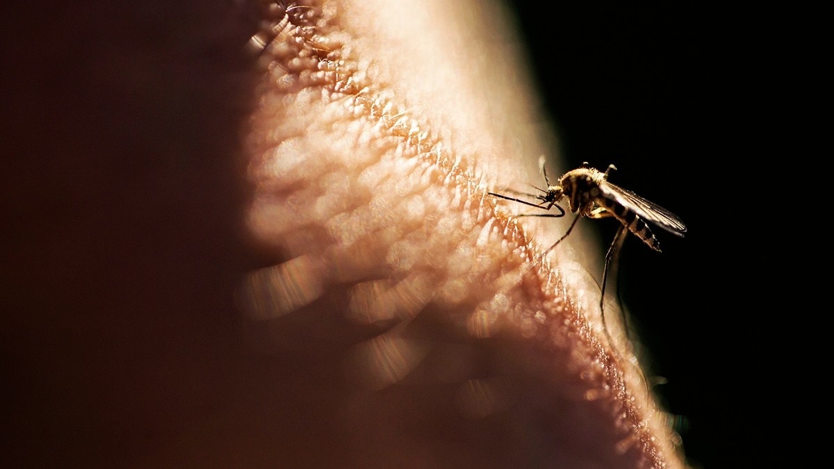 Mosquitoes are getting hungry for more human blood. Humans are to blame ...