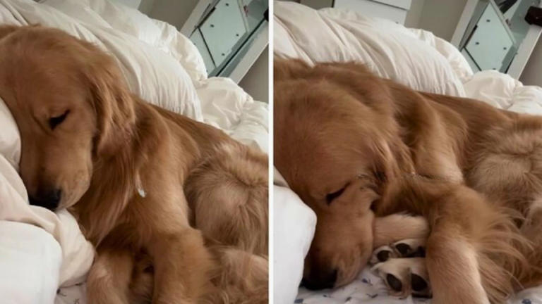 Golden retriever Beau turns morning wake ups into a bedtime comedy
