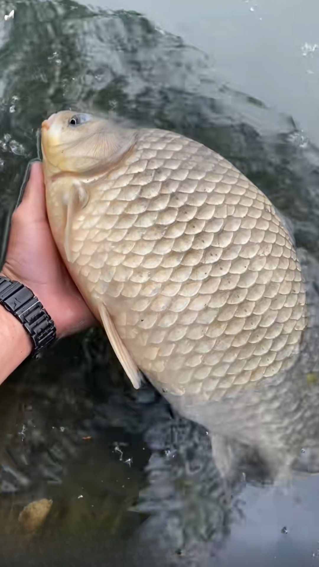 Perfect carp rig setup for successful fishing and big catches