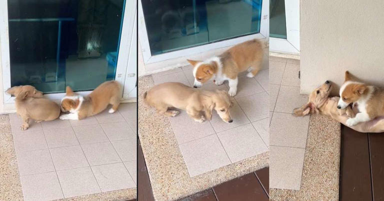 Video: Puppy neighbors' first meeting turns into a chasing game