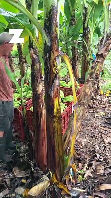 Le prix de la banane au plus bas, quelles conséquences pour les ...