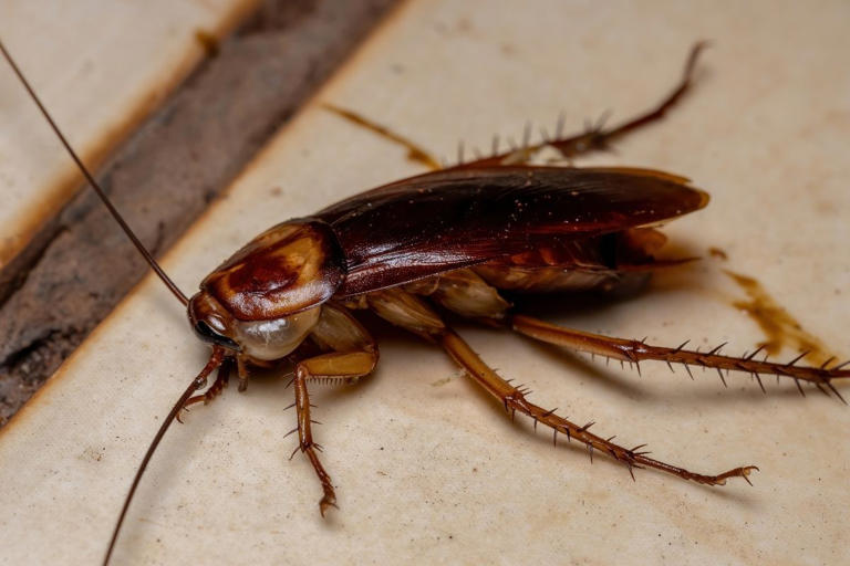 Seeing more cockroaches in Cape Town? Here’s why