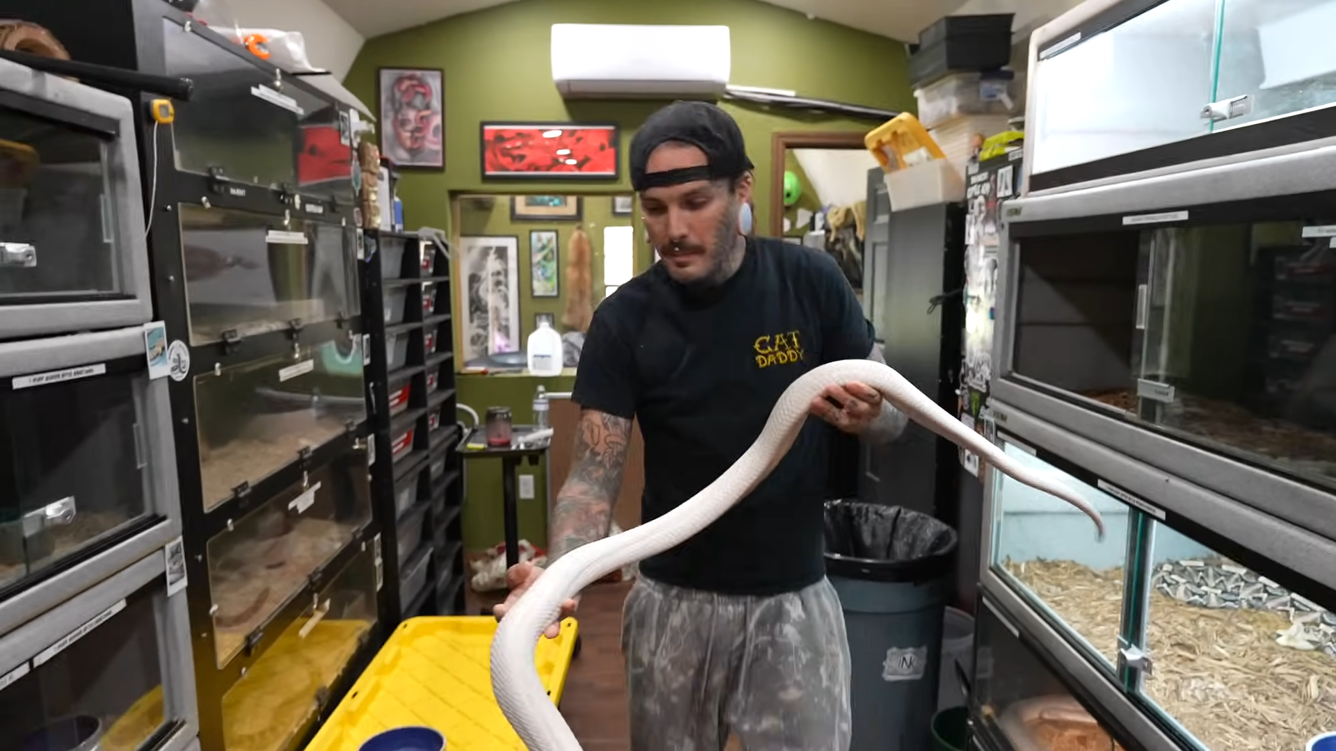 Why these venomous snakes cannot stay where they are