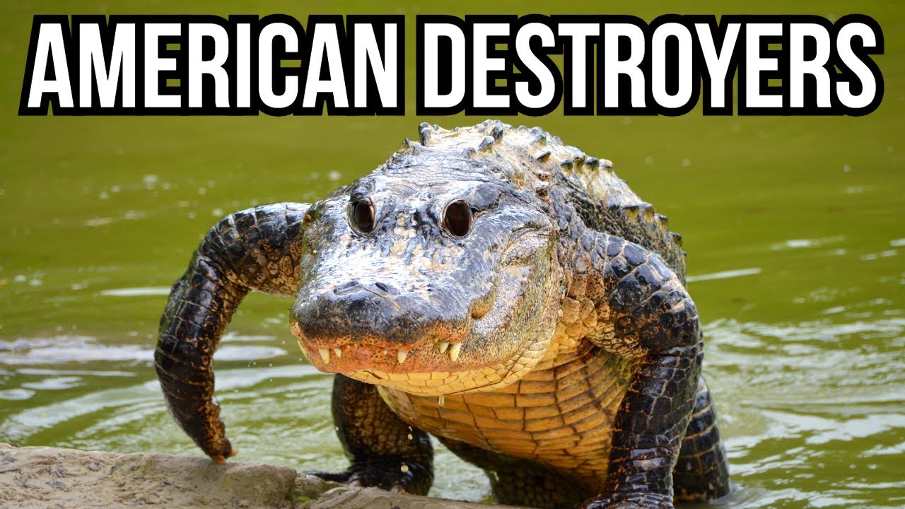 Why European ecosystems are not prepared for these predators