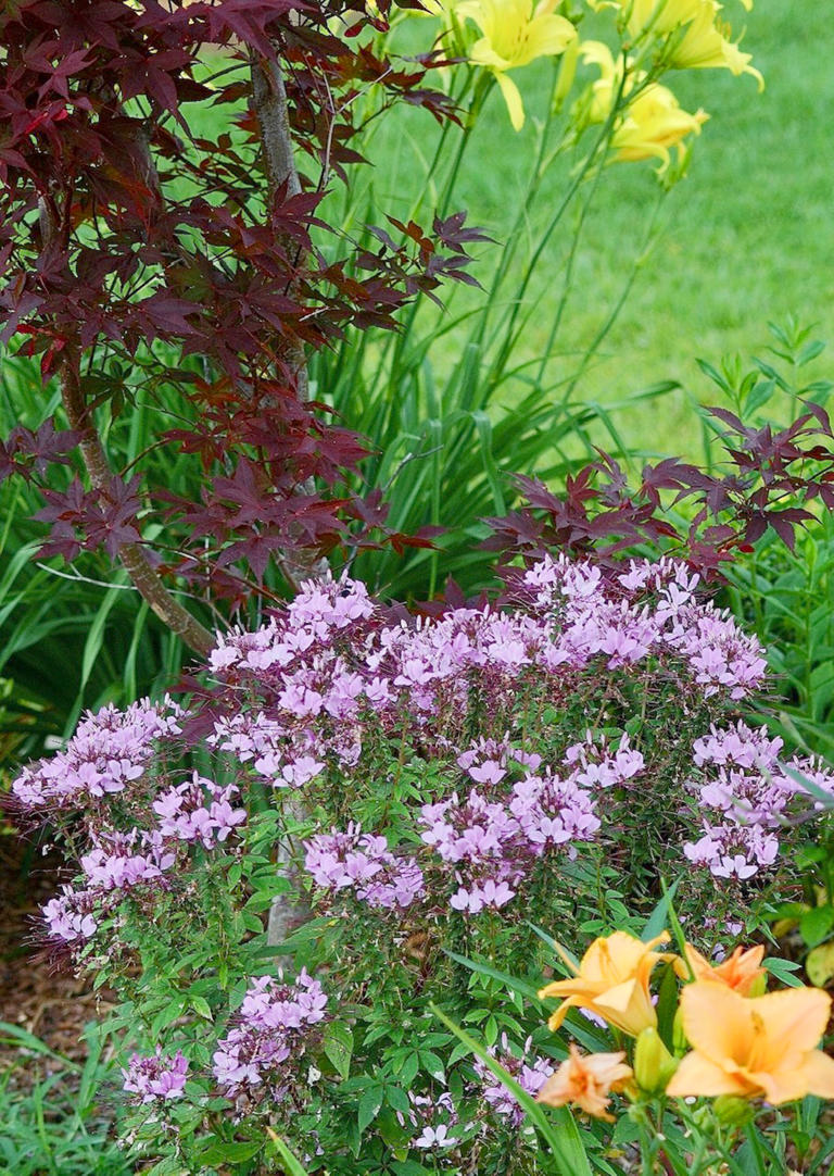 On Gardening: Senorita Rosalita garners Landscape Annual of the Year