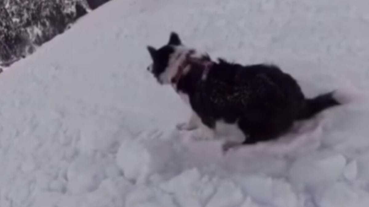 Skier and dog caught in terrifying avalanche on Andorran mountain