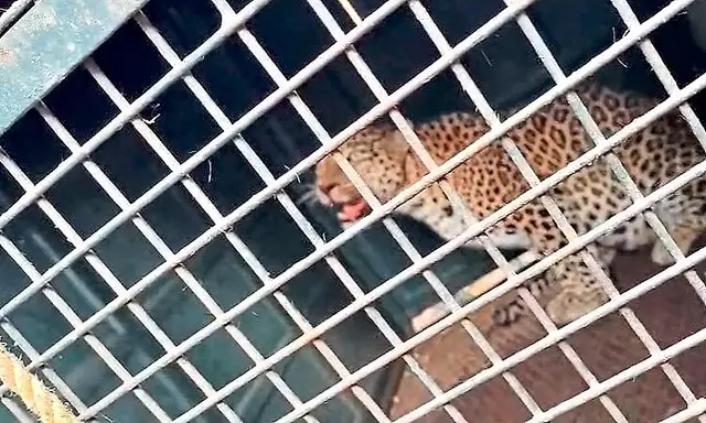 Chikkamagaluru: Female leopard trapped in forest department cage