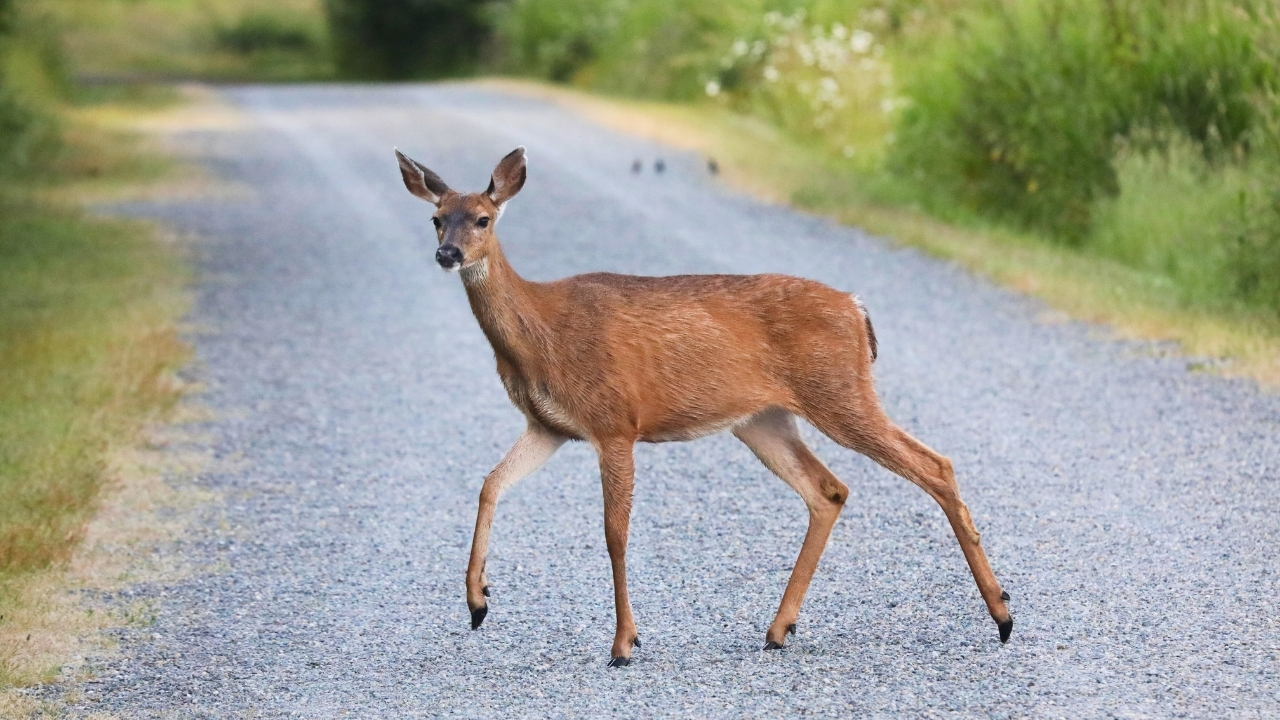 The most dangerous animals in the US you can actually run into