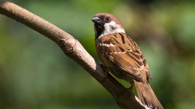 What house sparrows can teach us about evolution, survival, and a ...