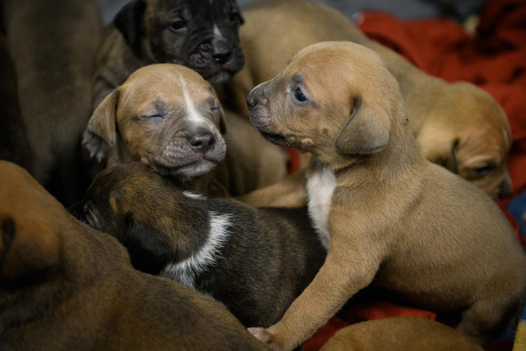 Cumberland Animal Services director has big shoes to fill | Opinion