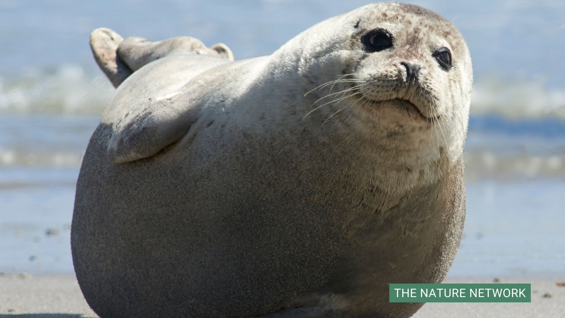 How drones and AI are solving the seal versus tourist problem