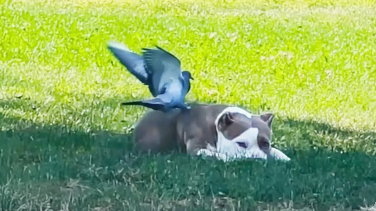 Pit bull and pigeon are best friends - they lost everything but found ...