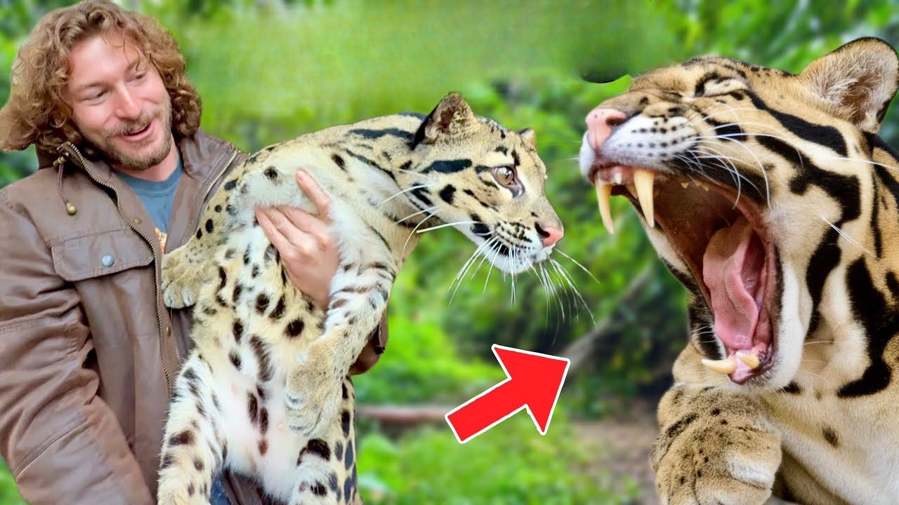 Modern day saber-toothed tiger?