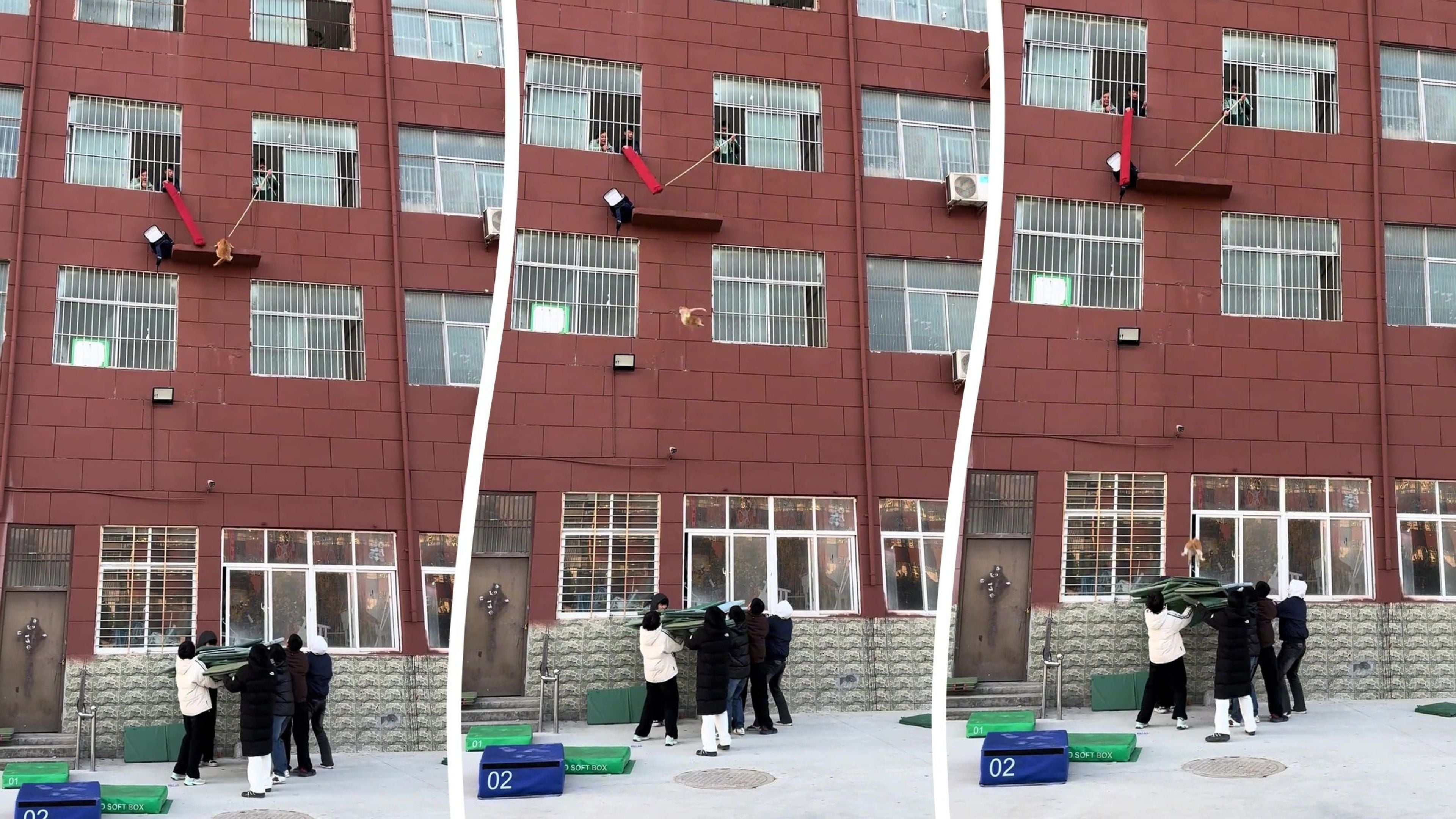 Students team up to save terrified kitten stranded on third-storey