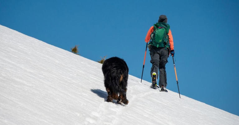 Video captures skier & her dog brave an avalanche
