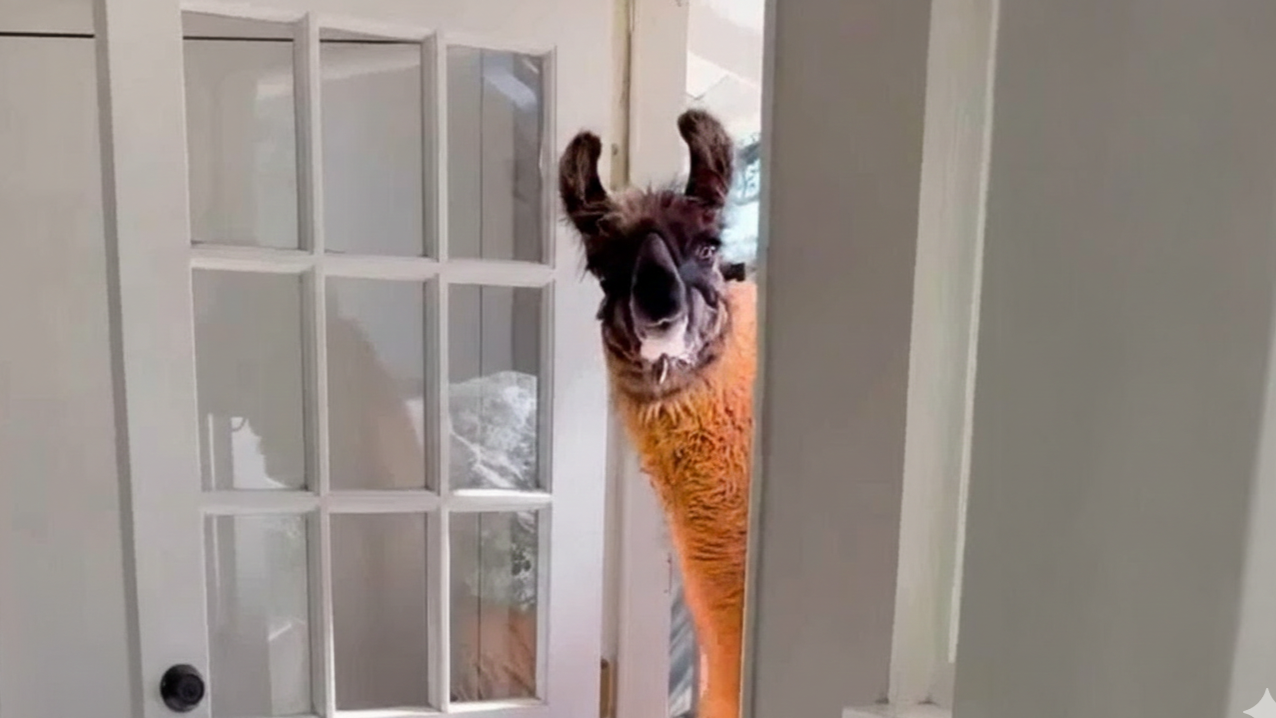 She rescued a baby llama - and became his mom