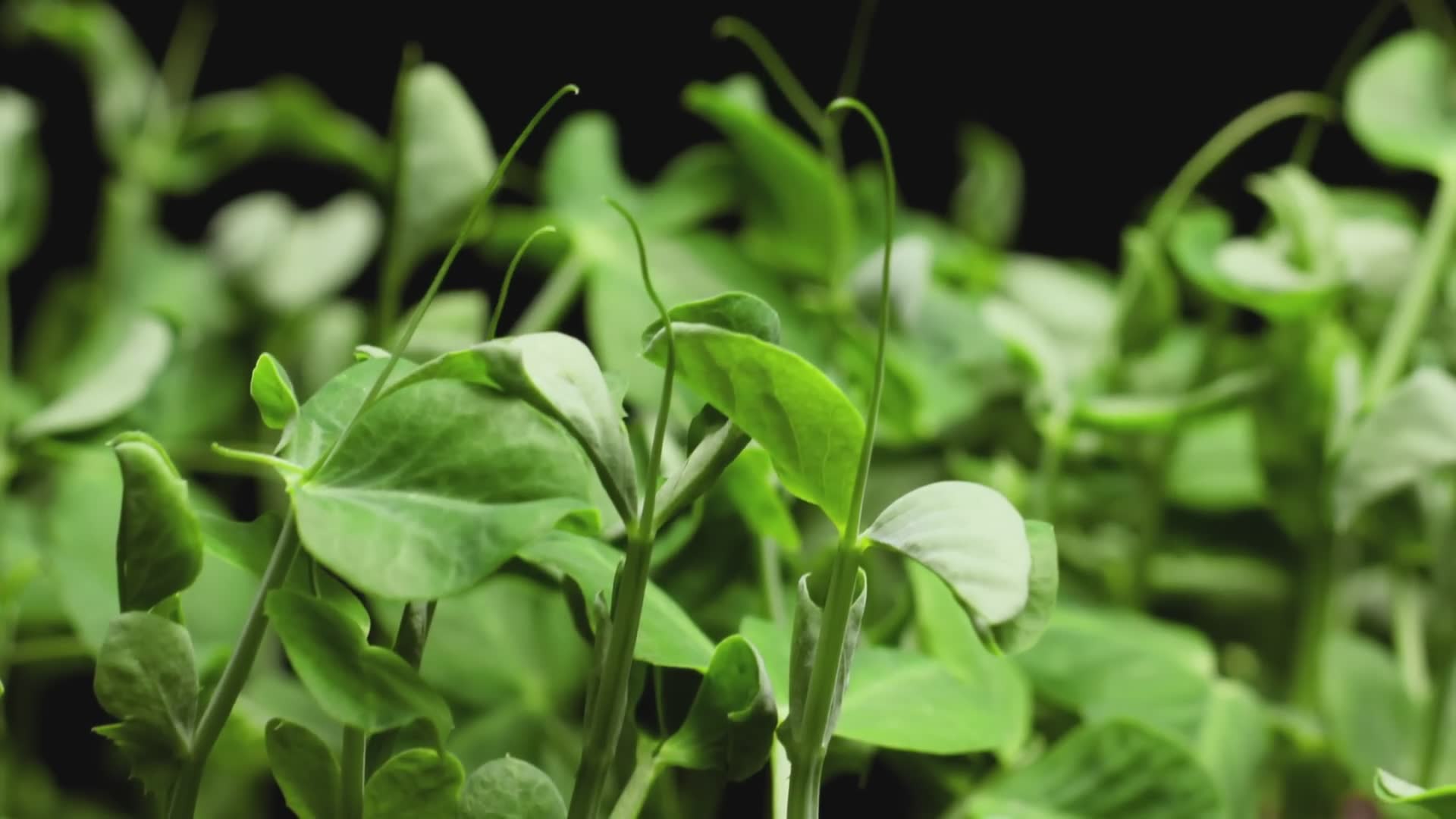 When to worry about plant compounds