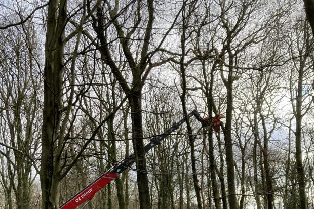 Major tree felling project will mean the closure of a footpath