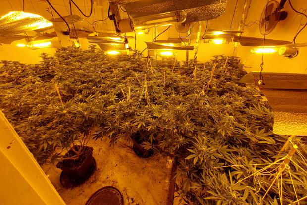 Cannabis grow found in Bishop Auckland after bungling farmers left ...