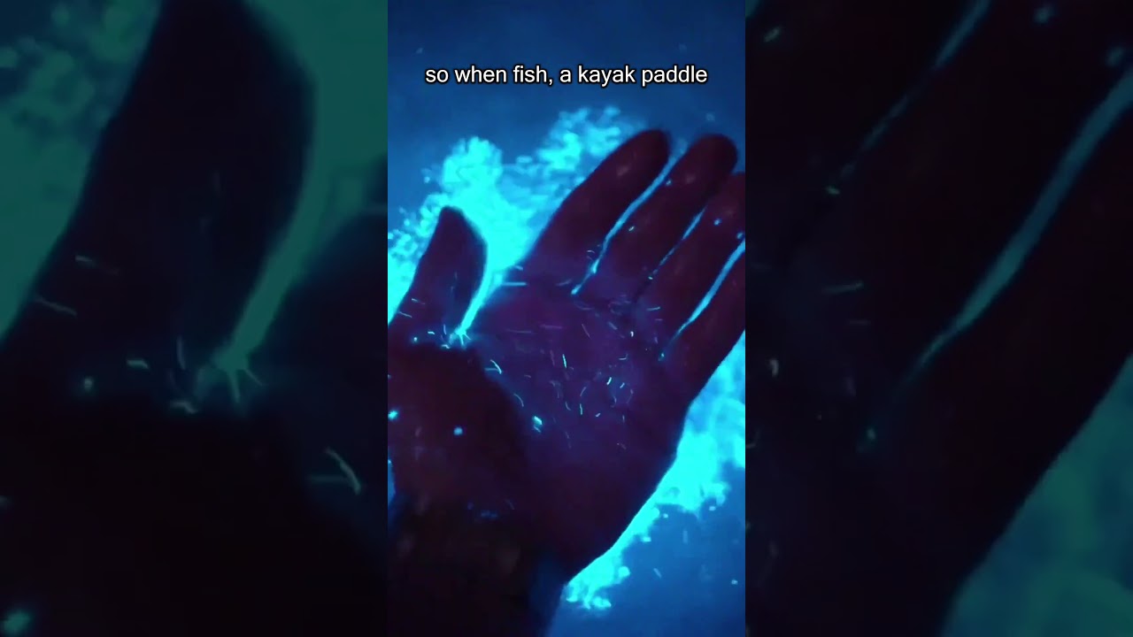 How microscopic organisms create the world's glowing ocean