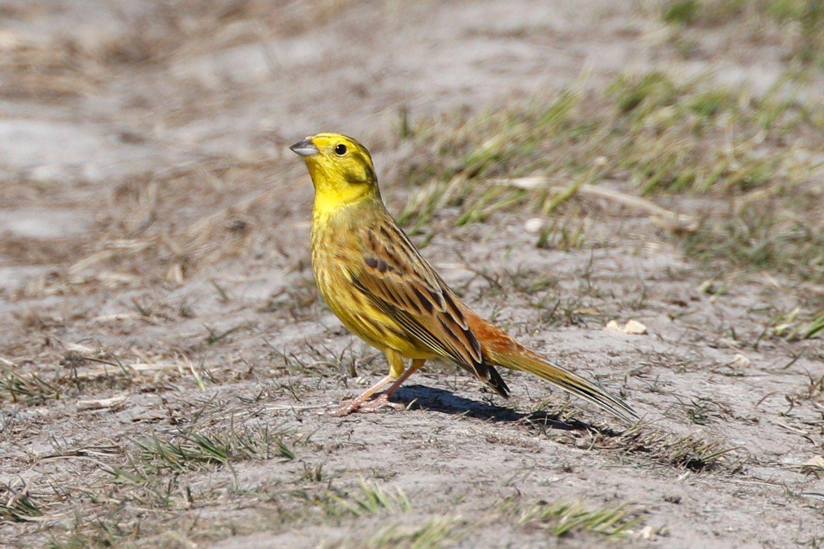 County's bird society supporting farmland birds in West Sussex