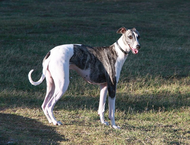 People think big dog = hard work – these 10 large breeds can be ...