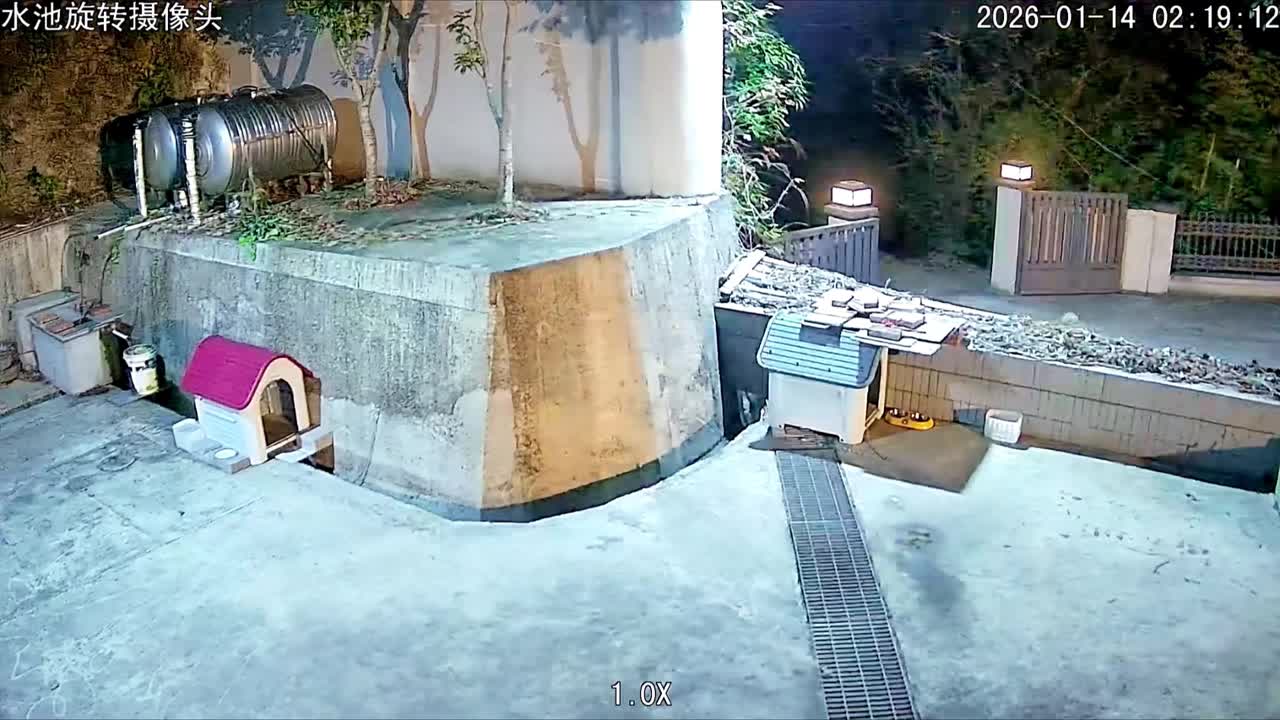 Heartwarming moment mother dog visits adopted puppies and lingers in ...