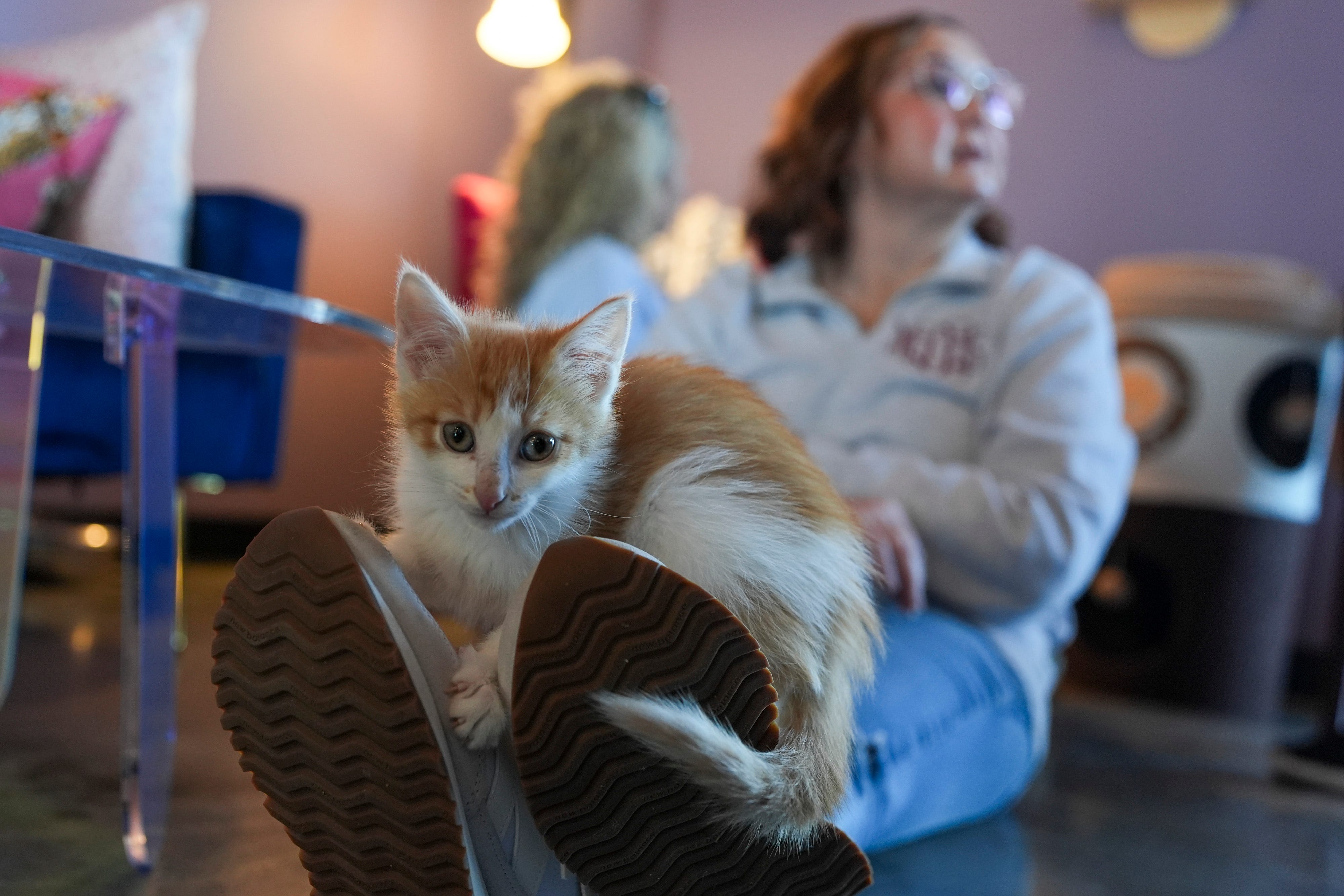 Fancy cat cafe in Southaven a 'purr-fect' spot for fans of felines